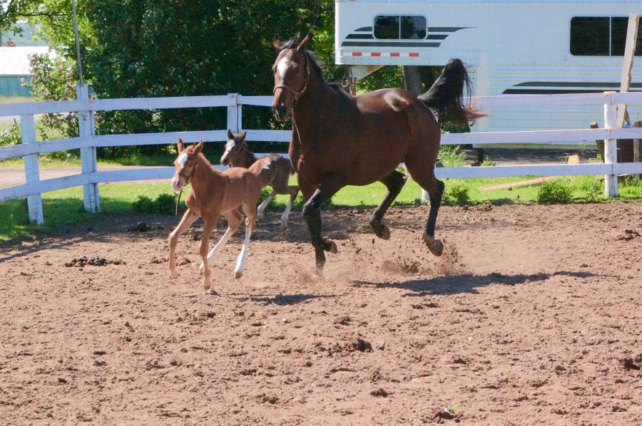 Newborn foals a source of joy in difficult year for NOTL stable ...