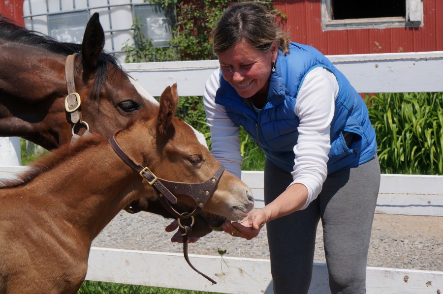 Newborn foals a source of joy in difficult year for NOTL stable ...