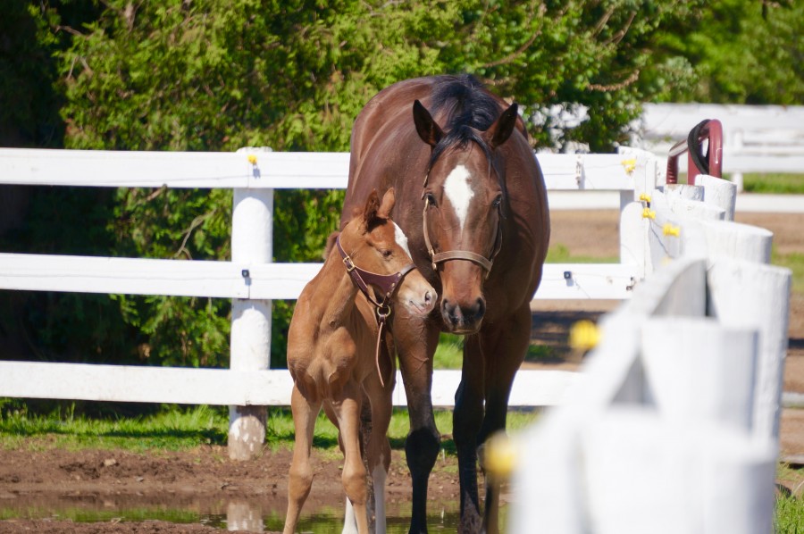 Newborn foals a source of joy in difficult year for NOTL stable ...